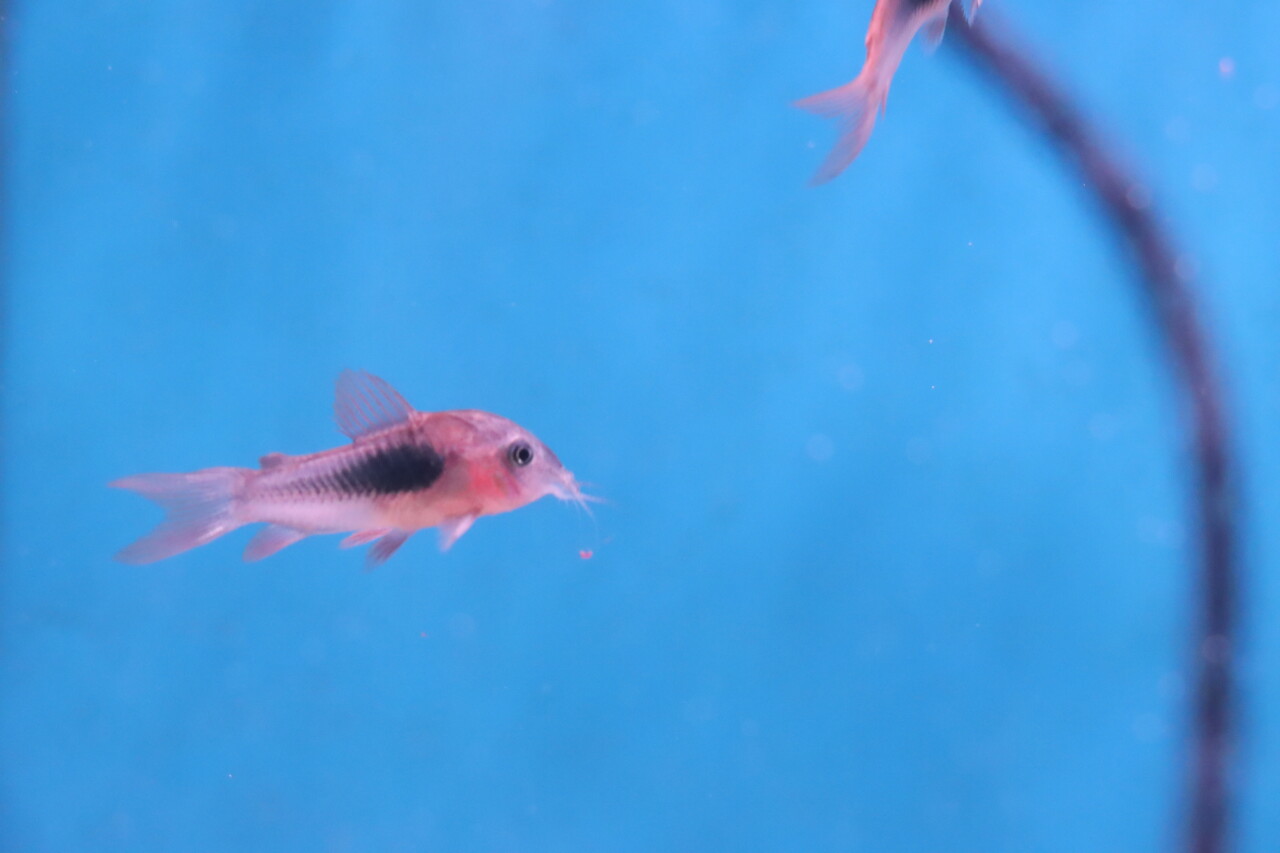 Whiskered Ornamental Fish: A Complete Guide to Their Characteristics ...