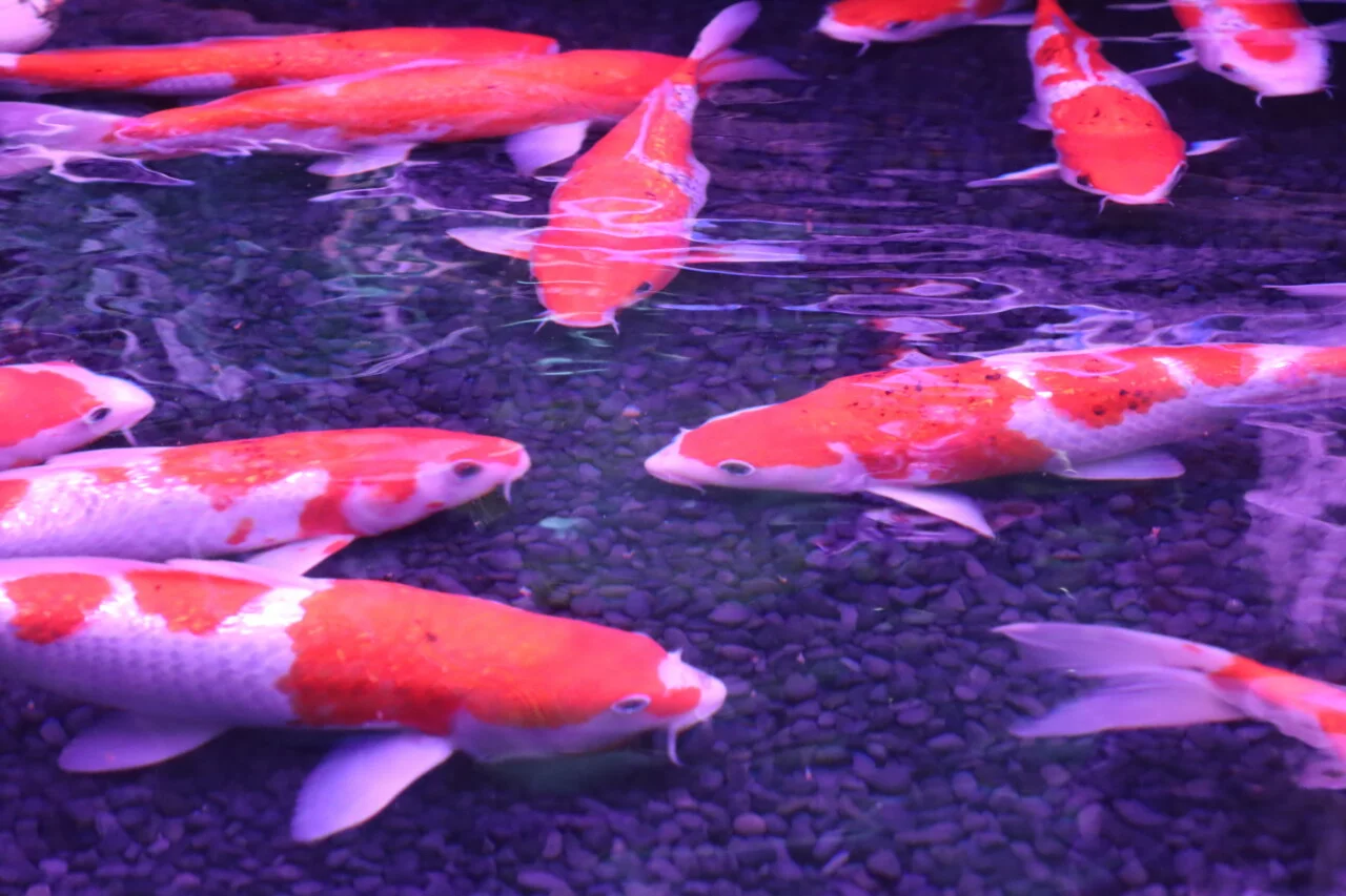 Whiskered Ornamental Fish: A Complete Guide to Their Characteristics ...