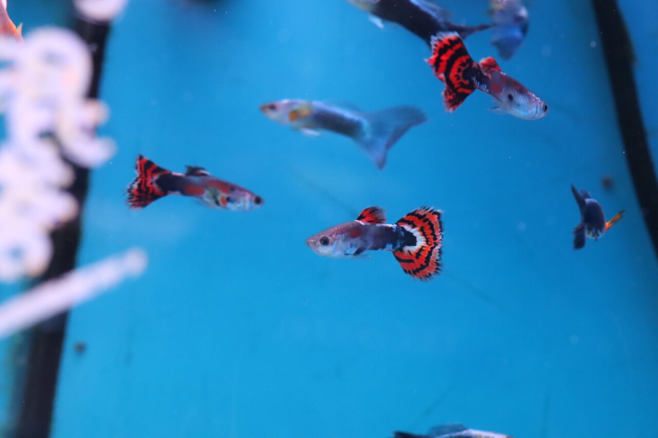 Unveiling the Courtship of Ornamental Fish: Molly Fish Dance the 'Cha ...
