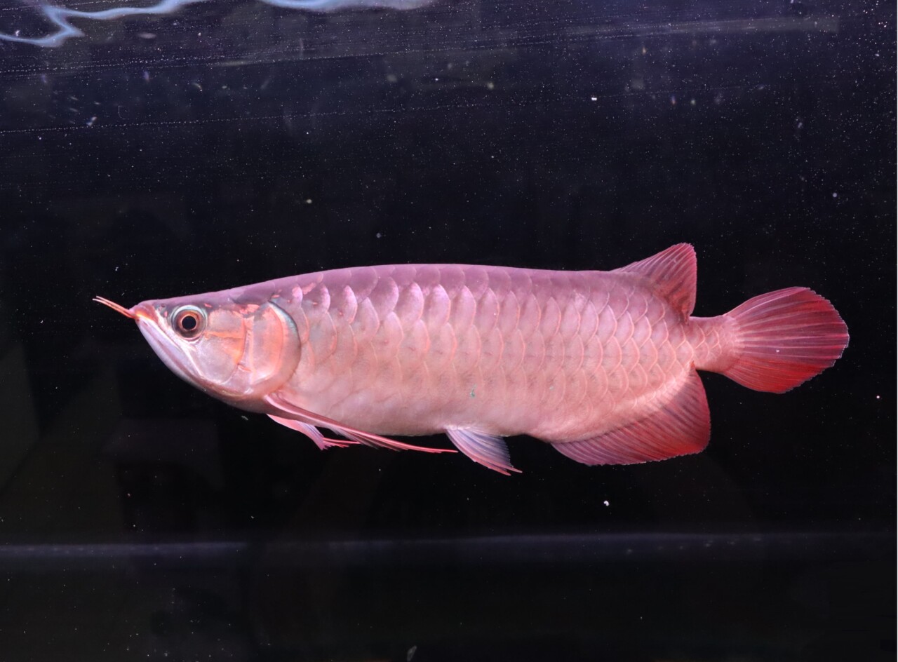 Unveiling the Courtship of Ornamental Fish: Molly Fish Dance the 'Cha ...