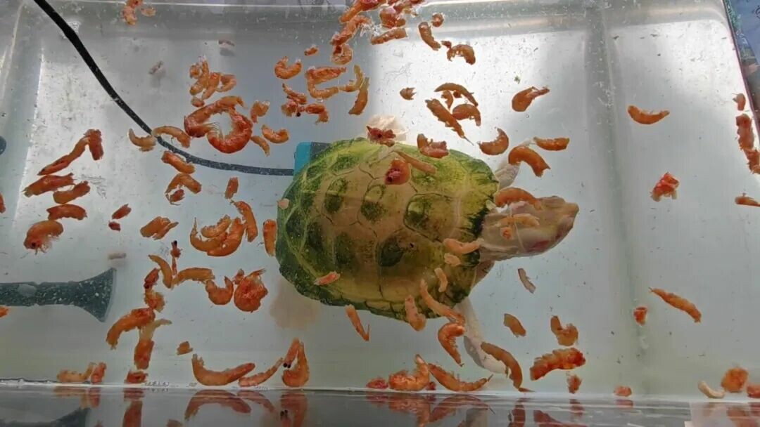 Feeding Turtles Dried Shrimp for Calcium? Wrong! The Truth About Soft ...