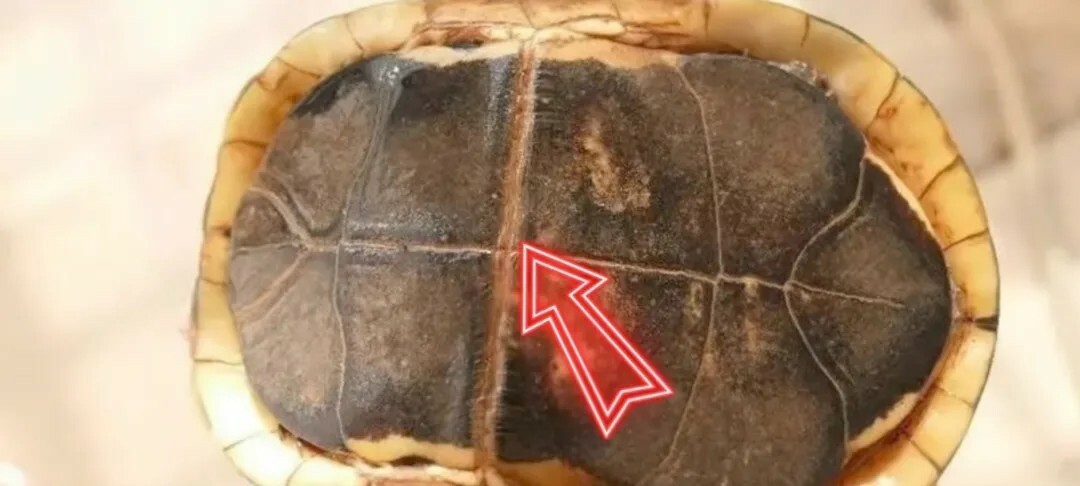How Many Species of Asian Box Turtles Are There? An Introduction to 13 ...