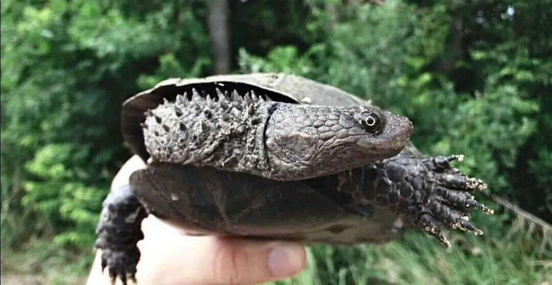 Revealing 25 Turtle Nicknames: Why Is the Asian Giant Tortoise Called ...