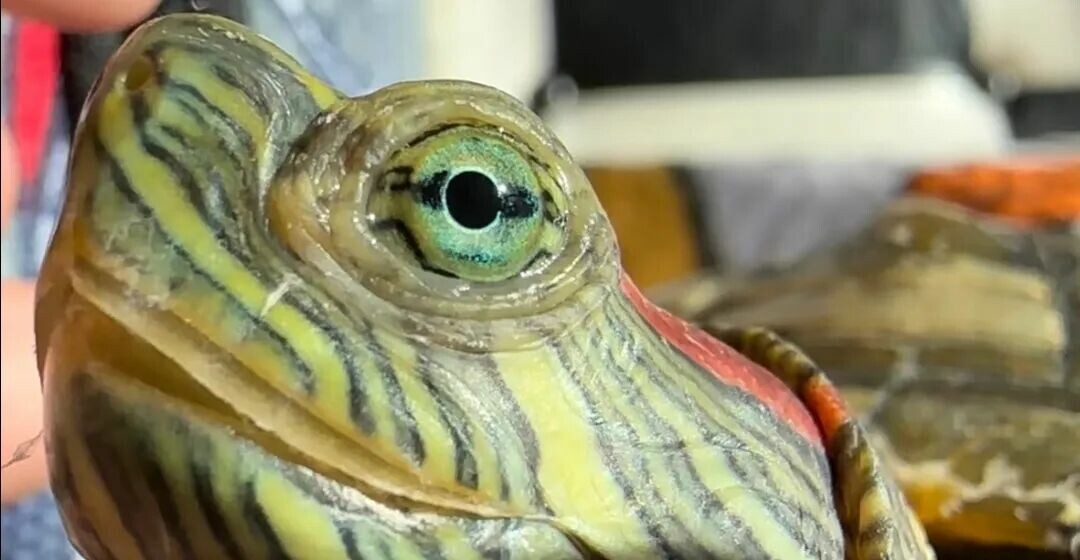Revealing 25 Turtle Nicknames: Why Is the Asian Giant Tortoise Called ...