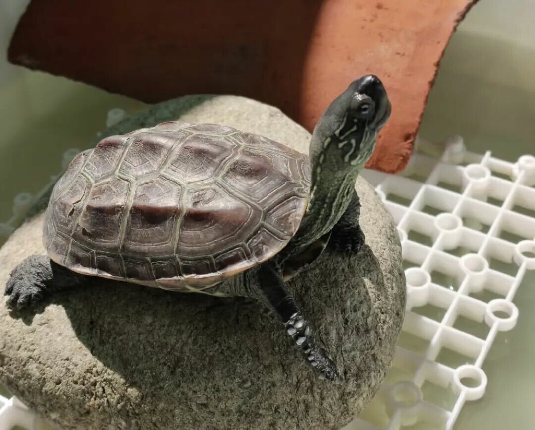 Disease Prevention for New Turtle Keepers in Autumn: 3 Key Points to ...