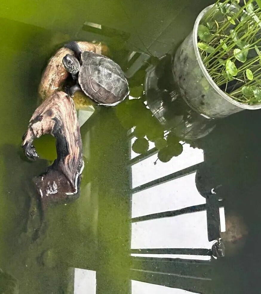 Is Green Water Turtle Keeping Actually Good? A Full Analysis of Pros ...