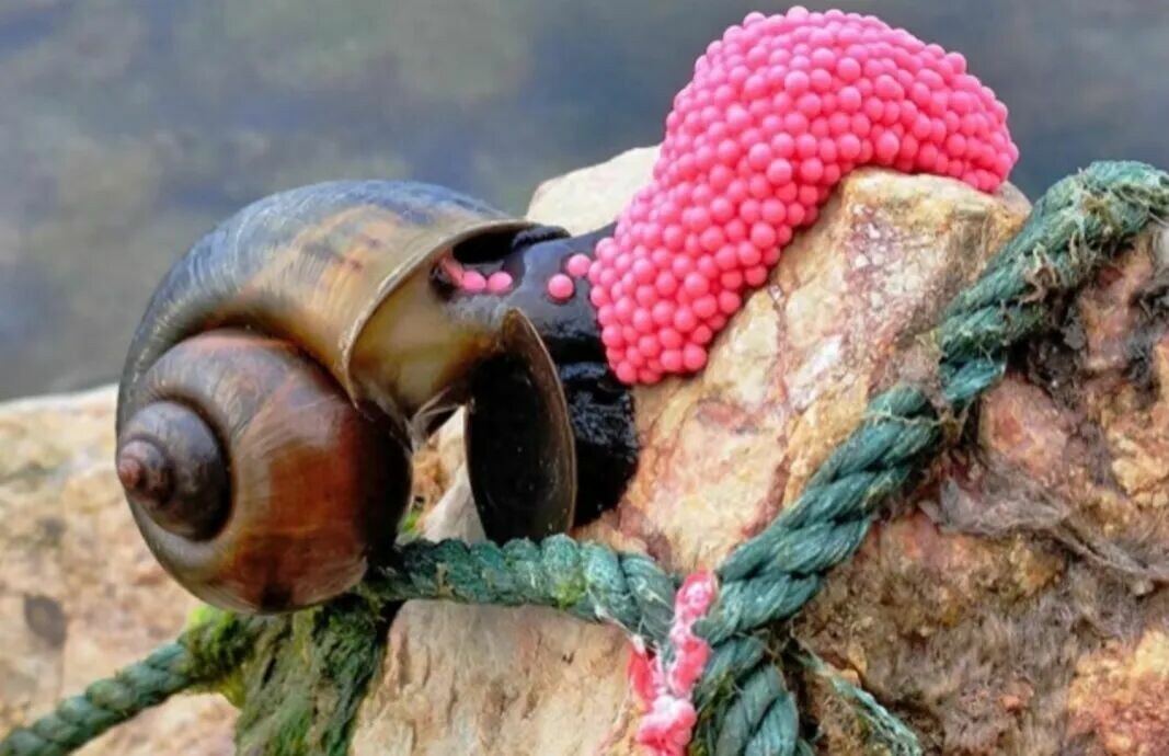 Top 10 Invasive Species in China: How Harmful are Red-eared Sliders and ...