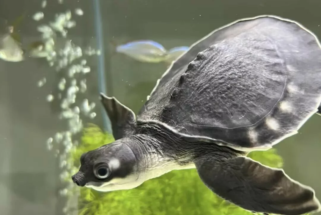 What are these 5 oddly-shaped turtles called? Have you seen the ...