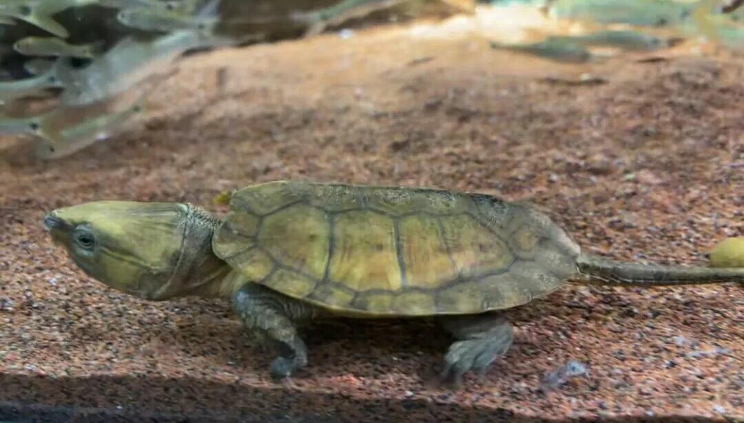 What are these 5 oddly-shaped turtles called? Have you seen the ...