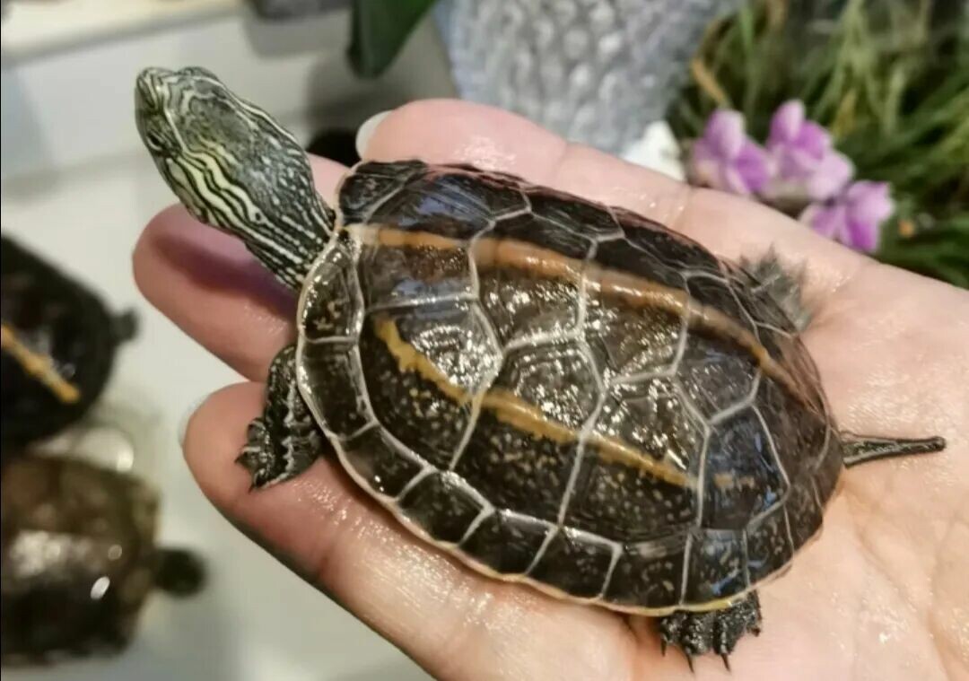 What Turtles Can Reeves'Turtles Hybridize With? Can Snapping Turtles ...