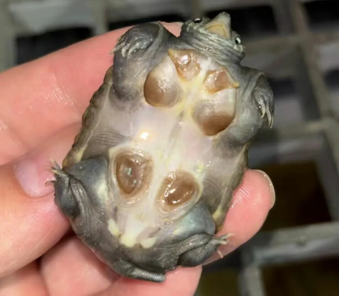 What Turtles Can Reeves'Turtles Hybridize With? Can Snapping Turtles ...