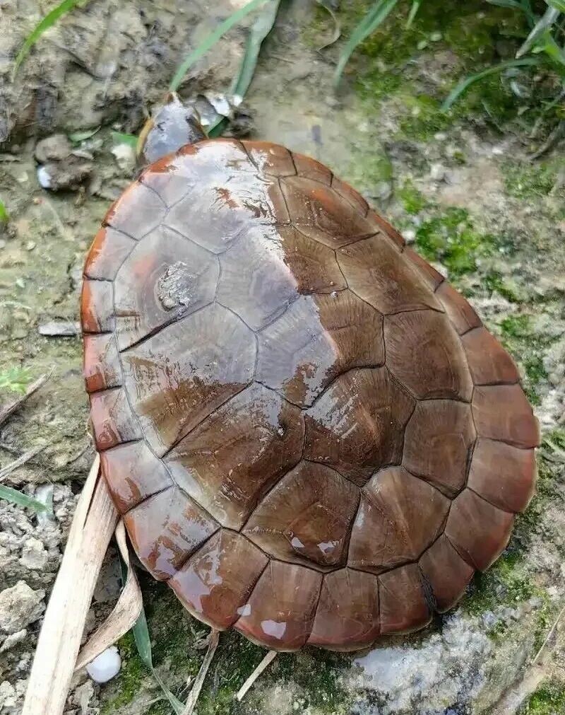 Male vs. Female Turtle Recommendations: Snappers or Red-bellied Short ...