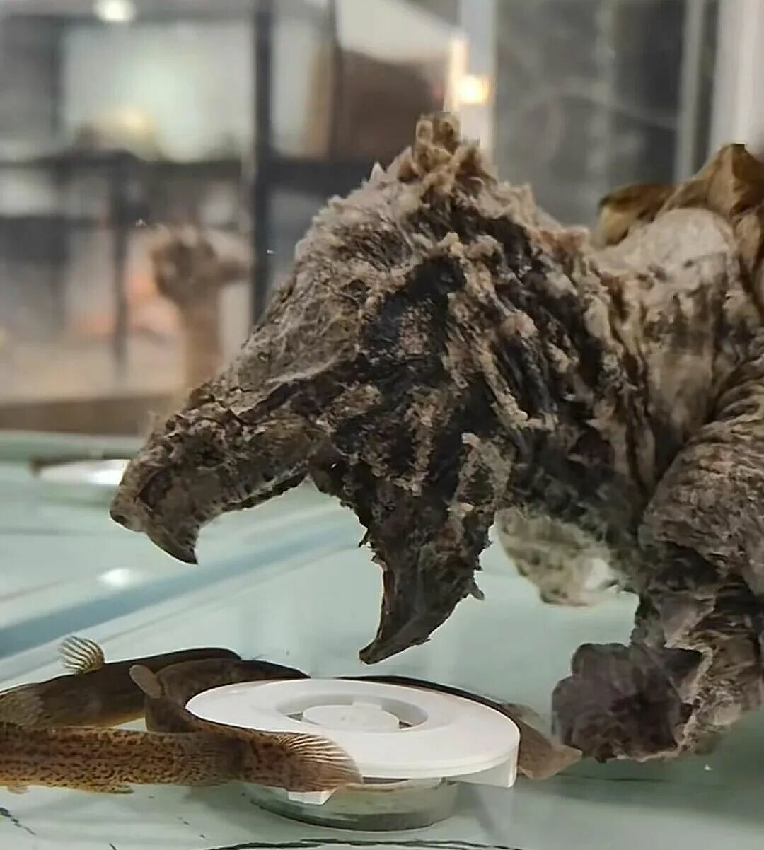 What is the Truth About the Alligator Snapping Turtle's Hunting Success ...