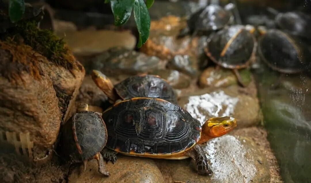 Top 10 Turtles Suitable for Novices to Raise: 100-500 Yuan Highly ...