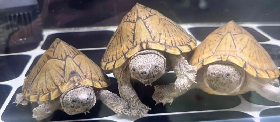 Top 10 Turtles Suitable for Novices to Raise: 100-500 Yuan Highly ...