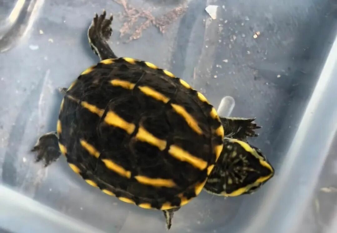 Top 10 Turtles Suitable for Novices to Raise: 100-500 Yuan Highly ...