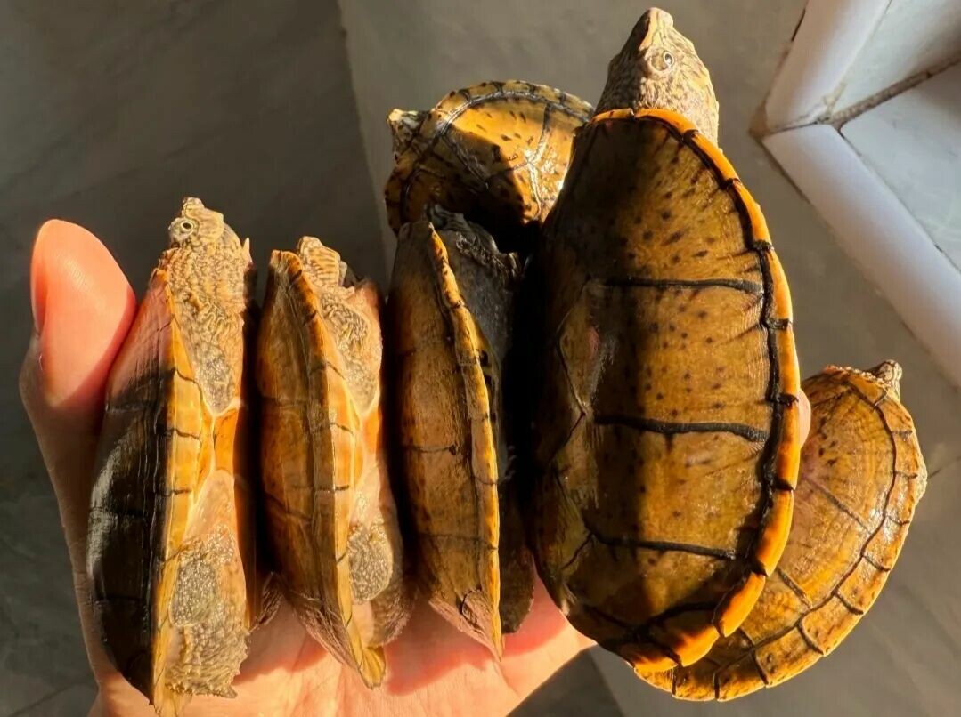 Top 10 Most Expensive Turtles: Prices Start at 100,000 for a Single ...