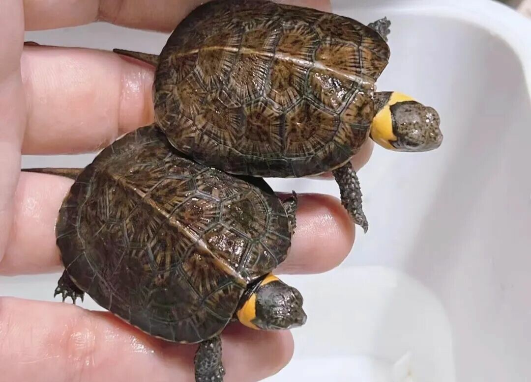 Top 10 Most Expensive Turtles: Prices Start at 100,000 for a Single ...