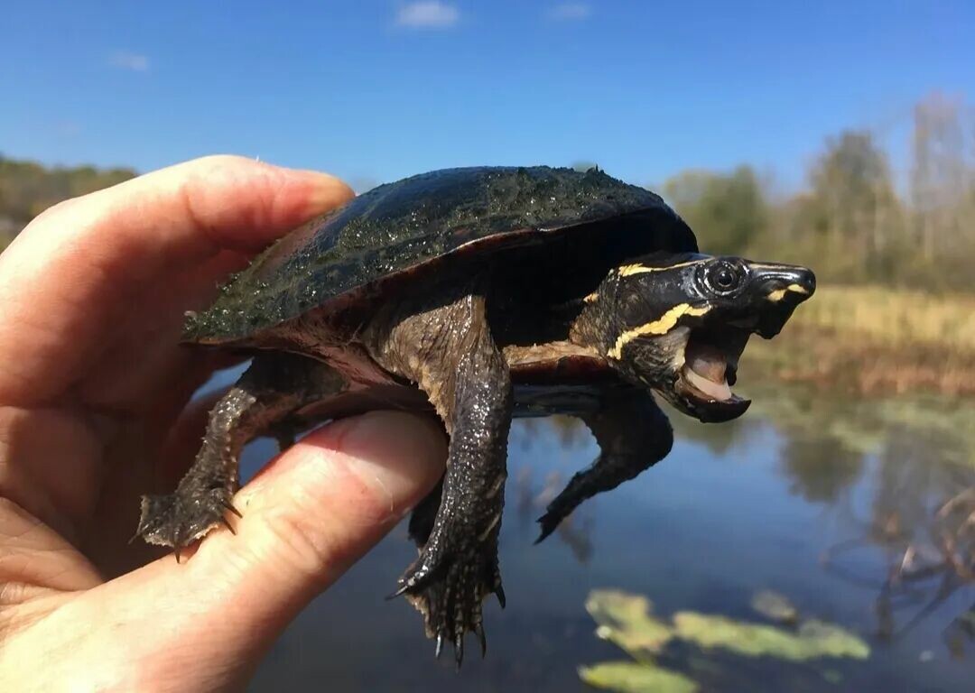 Which Cold-Hardy Turtle Breeds Are There? A Roundup of 9 Turtles That ...