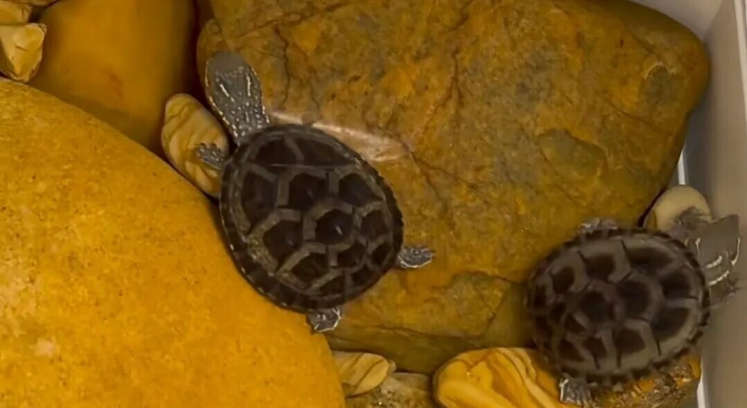 The Complete Encyclopedia of Egg Turtles: Revealing 31 Cold Facts About ...