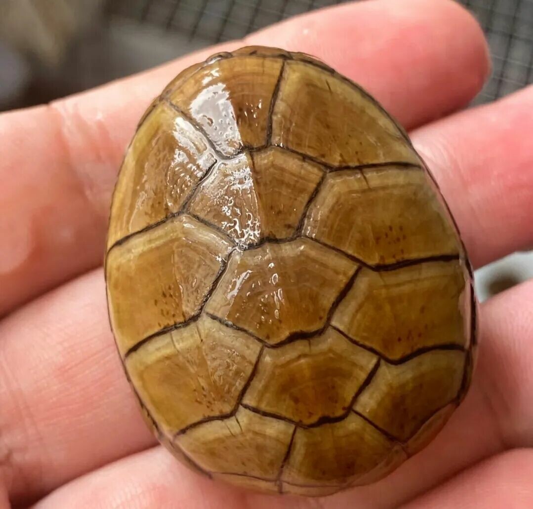 The Complete Encyclopedia of Egg Turtles: Revealing 31 Cold Facts About ...