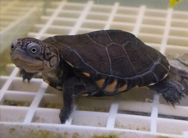 Are Side-necked Turtles Easy to Keep? The Truth About Heating for ...