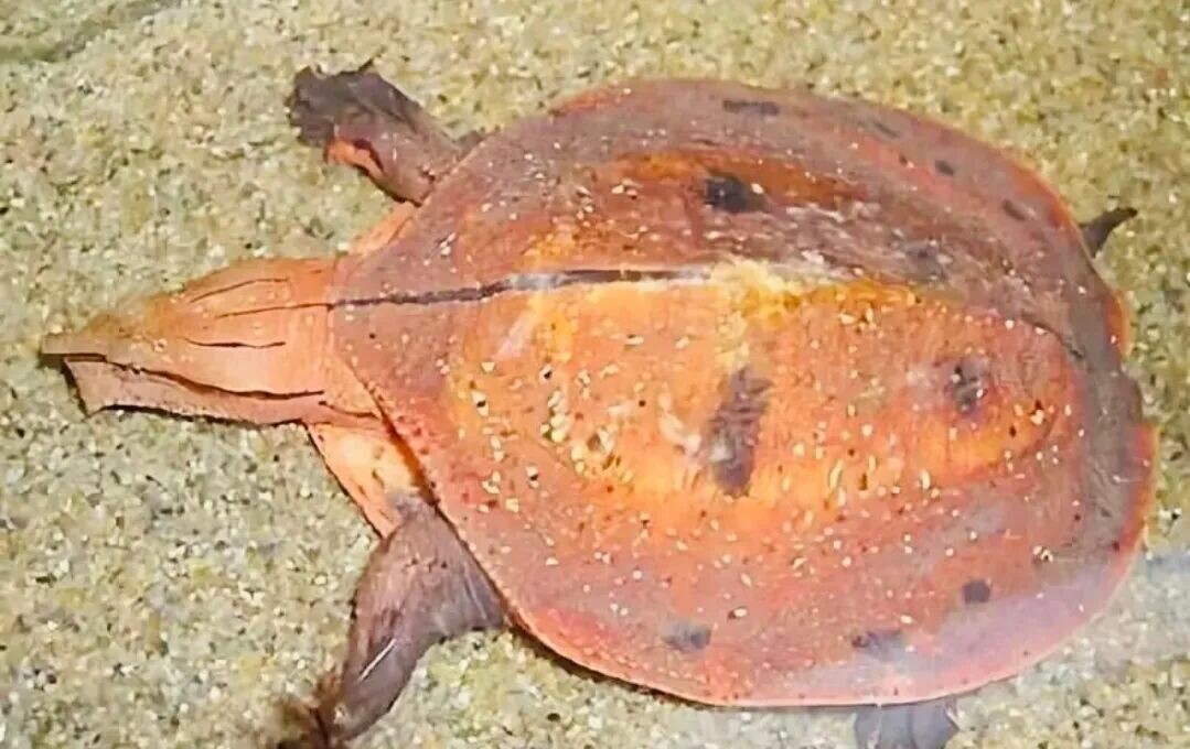 How to keep Mata Mata turtles? Distinguish Black and Red varieties and ...