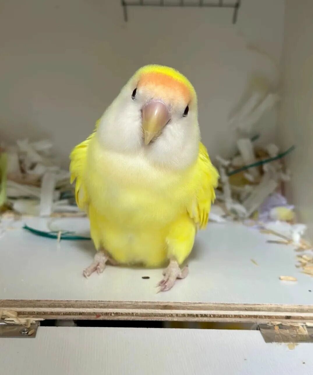 Japanese Pallid Lovebird: 3 Tricks to Expose the Japanese Peach ...