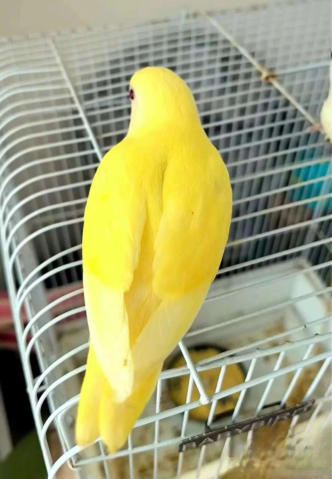 Japanese Pallid Lovebird: 3 Tricks to Expose the Japanese Peach ...