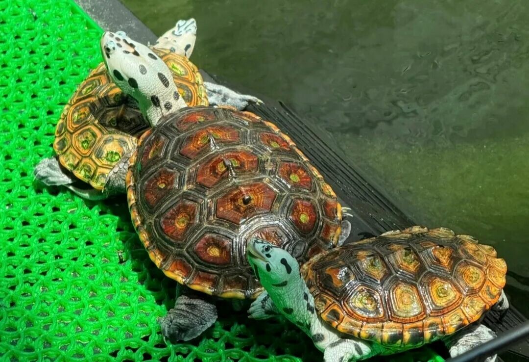 Diamondback Terrapin Care Guide: A Comprehensive Analysis of 7 ...