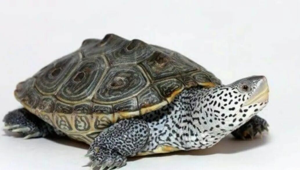 Diamondback Terrapin Care Guide: A Comprehensive Analysis of 7 ...