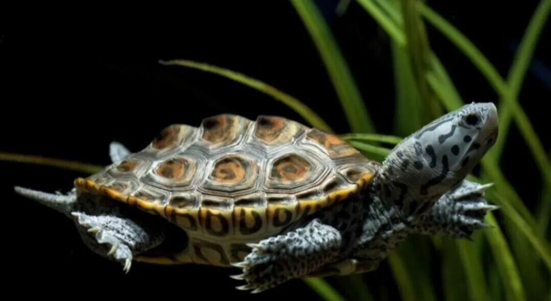 Diamondback Terrapin Care Guide: A Comprehensive Analysis of 7 ...