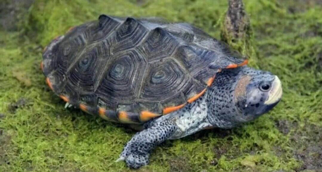 Diamondback Terrapin Care Guide: A Comprehensive Analysis of 7 ...