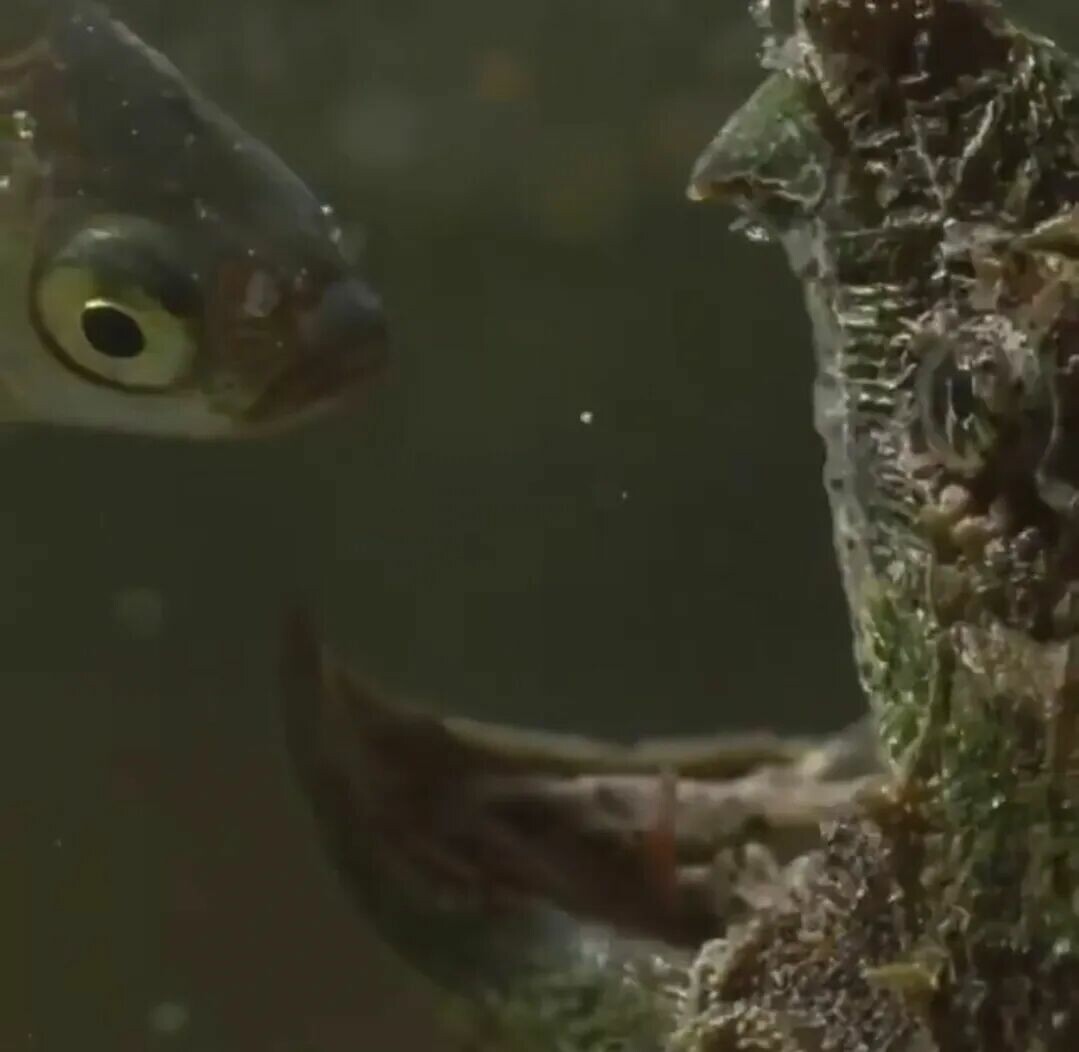 Natural World's Amazing Turtles: Revealing 12 Hardcore Survival ...
