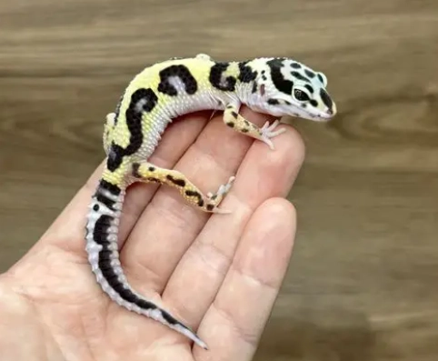What Does It Mean When a Leopard Gecko Vocalizes? 3 Behavioral Meanings ...