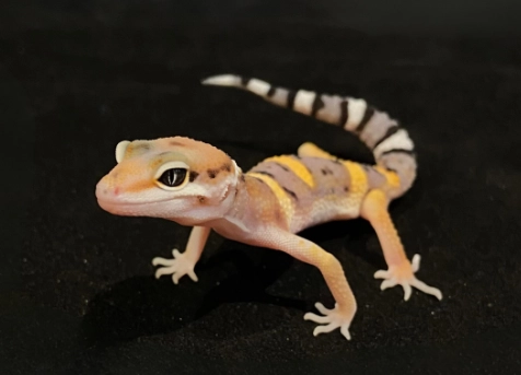 What Does It Mean When a Leopard Gecko Vocalizes? 3 Behavioral Meanings ...