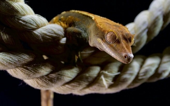 What Fruits Can Crested Geckos Eat? A Safe List of 6 and Forbidden ...