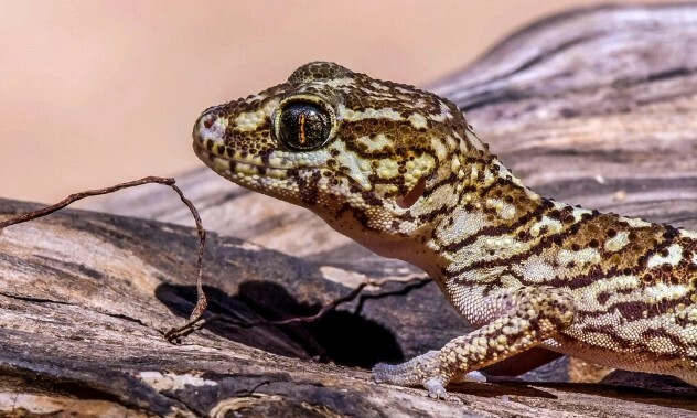What Fruits Can Crested Geckos Eat? A Safe List of 6 and Forbidden ...