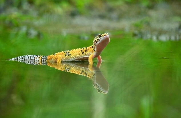 What Fruits Can Crested Geckos Eat? A Safe List of 6 and Forbidden ...